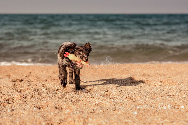 Young Springer Spaniel Dog Playing with Toy on a Floor on Sea Shore ...