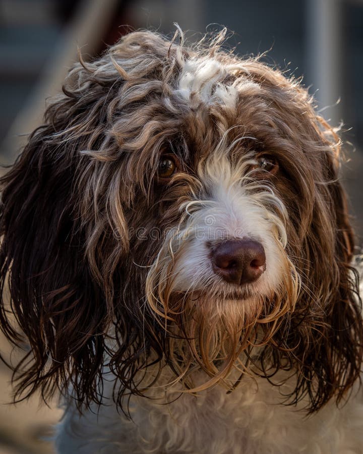 Young Sproodle Puppy Watching Attentively Stock Image - Image of nose ...