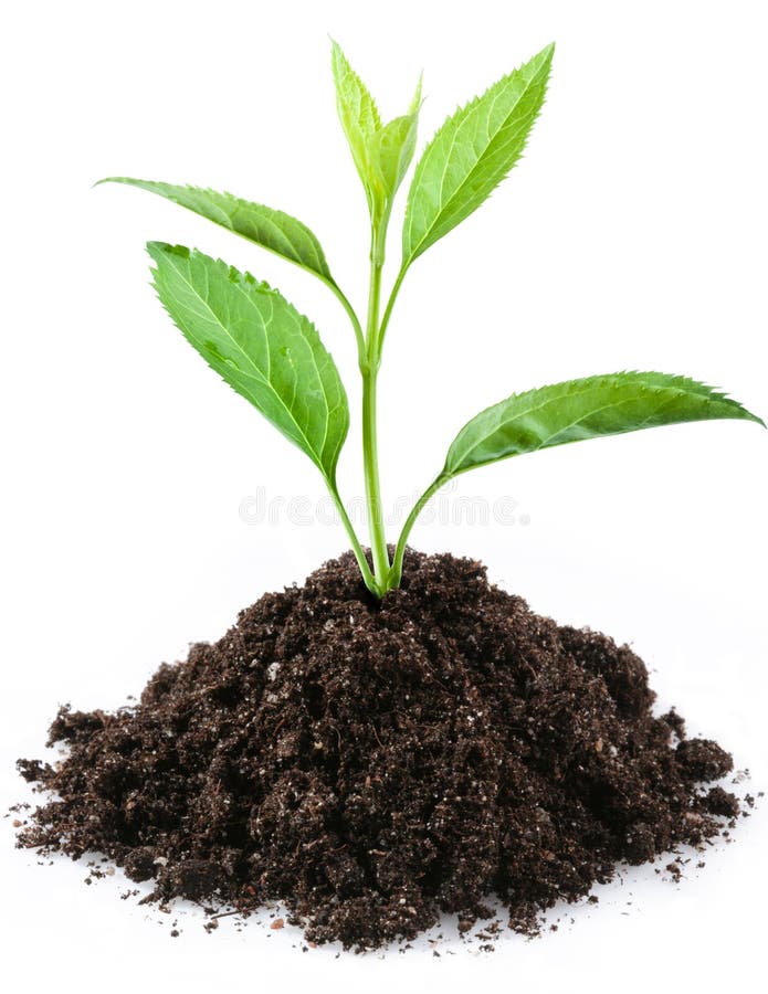 Young sprout. stock photo. Image of small, branch, beginnings - 19832308