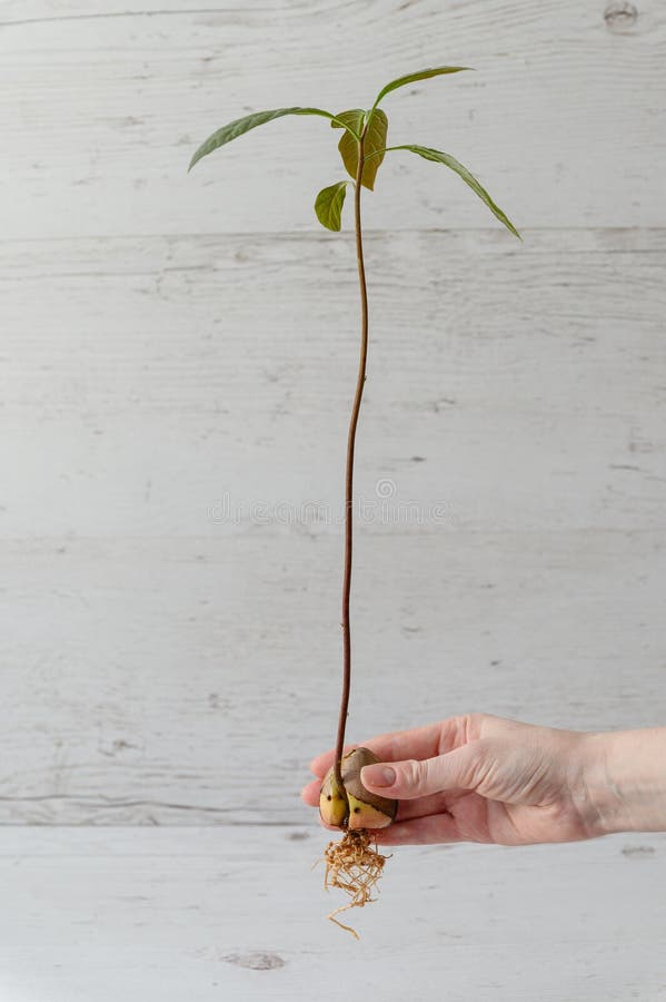 A Young Sprout of Avocado from a Seed on a White Background. Stock ...