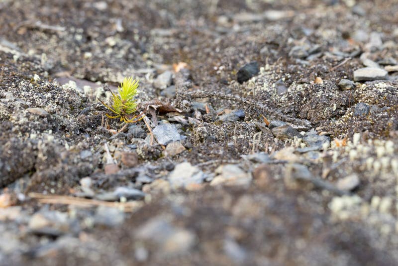 Young Sprout of Birch on a Background of the Soil Stock Photo - Image ...