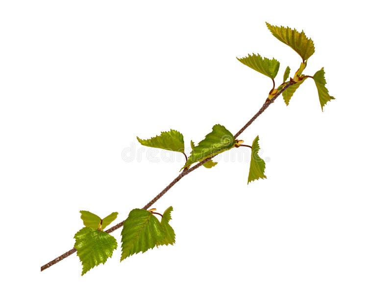 A Young Sprout of a Birch Branch. Isolate Stock Photo - Image of frame ...