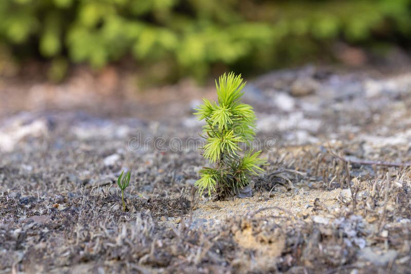 Young Sprout of Birch Tree on the Ground Stock Photo - Image of forest ...