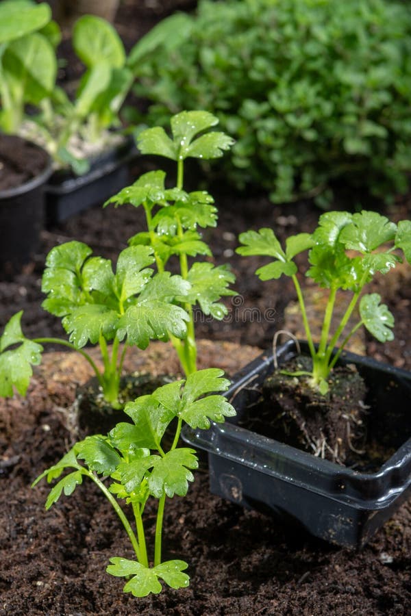 Young Sprout Celery Planted in the Ground in the Garden Stock Photo ...