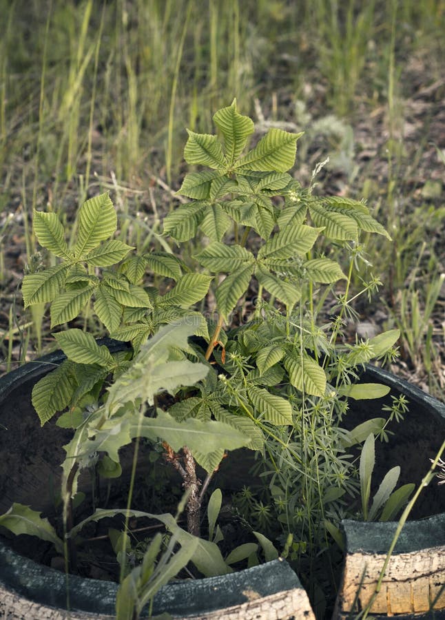Young Sprout of a Chestnut Tree. Growing Trees from Seeds Stock Photo ...