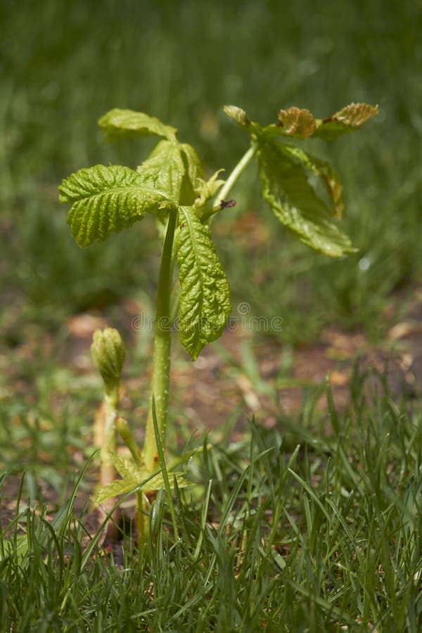 Young Sprout of a Chestnut Tree. Growing Trees from Seeds. Selective ...