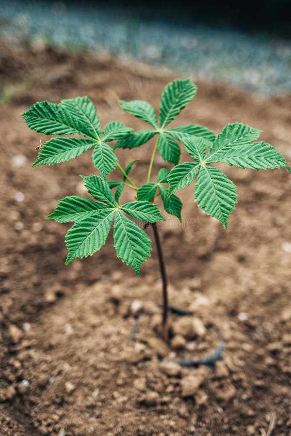 Young Sprout of a Chestnut Tree. Growing Trees from Seeds Stock Photo ...