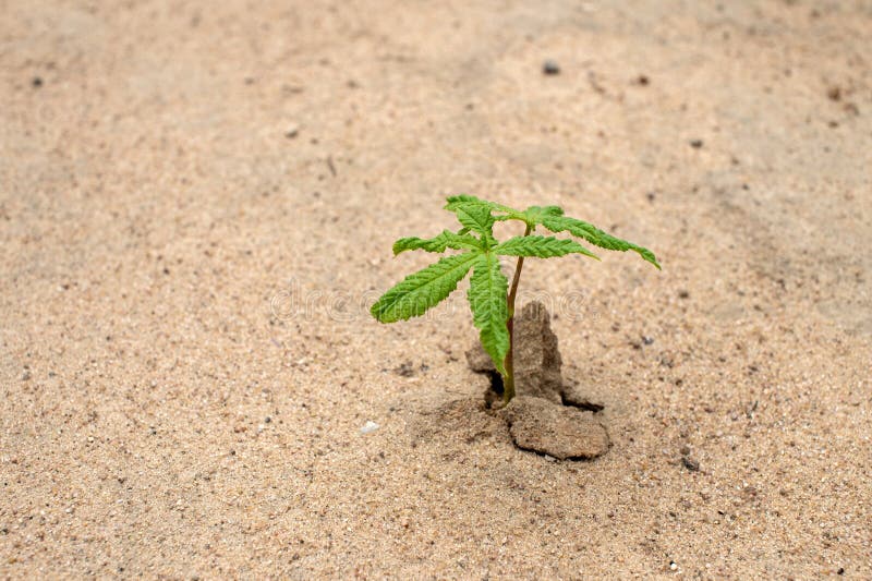 Young Sprout of a Chestnut Tree. Growing Trees from Seeds Stock Photo ...