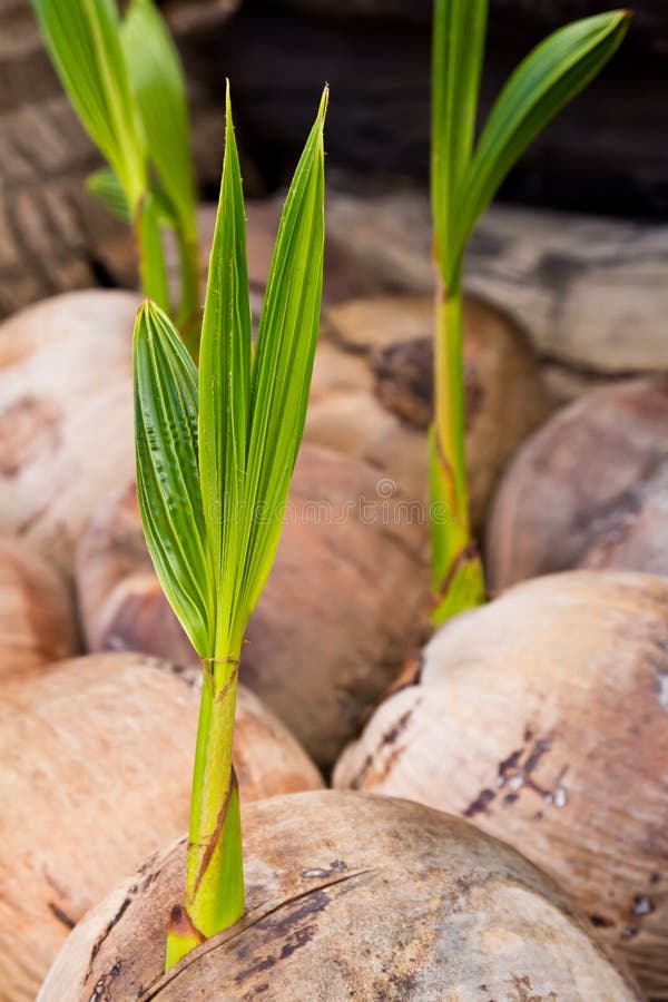 Young Sprout of Coconut Tree Stock Image - Image of nursery, shoot ...