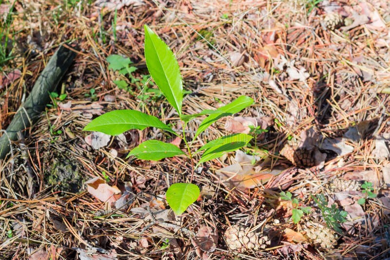 Young Sprout of a Deciduous Tree in Pine Forest Stock Photo - Image of ...