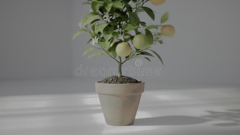 Small Seedling Growing in Pot - Symbol of New Life Stock Footage ...