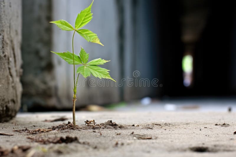 A Young Sprout Emerging through Concrete, Older Trees in the Backdrop ...