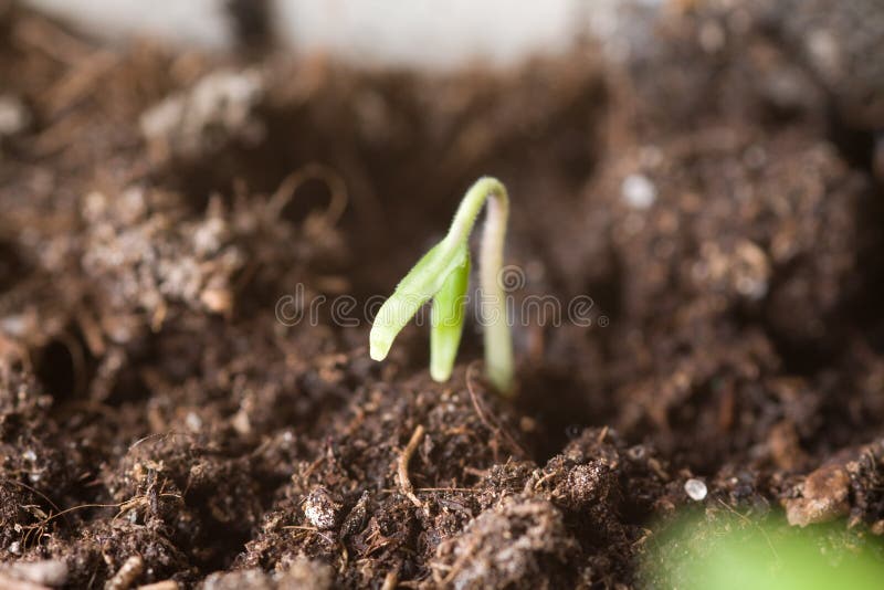 Young Sprout Emerging From The Ground Stock Image - Image of gardening ...