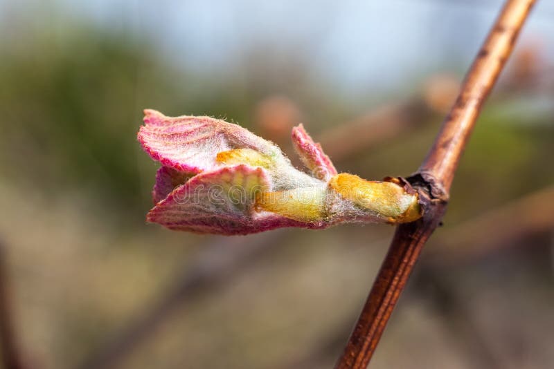 Young Sprout of Grapes. Vineyard Buds in Spring Stock Photo - Image of ...
