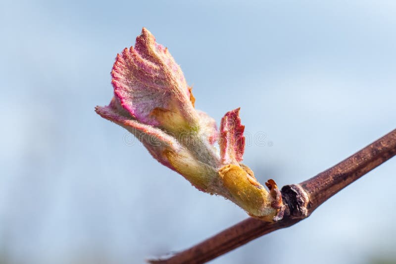 Young Sprout of Grapes. Vineyard Buds in Spring Stock Image - Image of ...