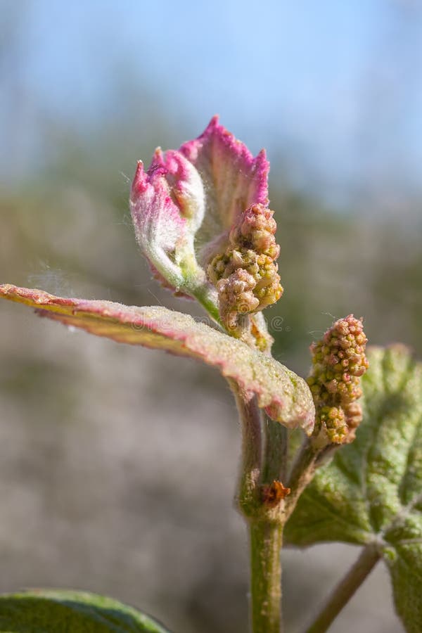 Young Sprout of Grapes. Vineyard Buds in Spring Stock Photo - Image of ...