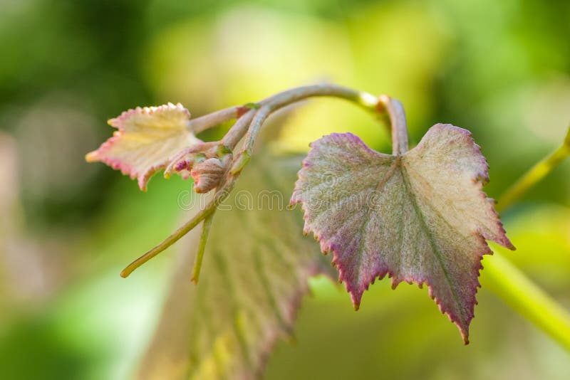 Young Sprout of Grapes. Vineyard Buds in Spring Stock Image - Image of ...