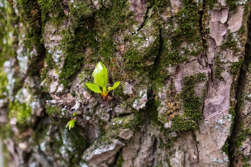 Young Sprout with Green Leaves on the Background of a Tree Trunk Close ...