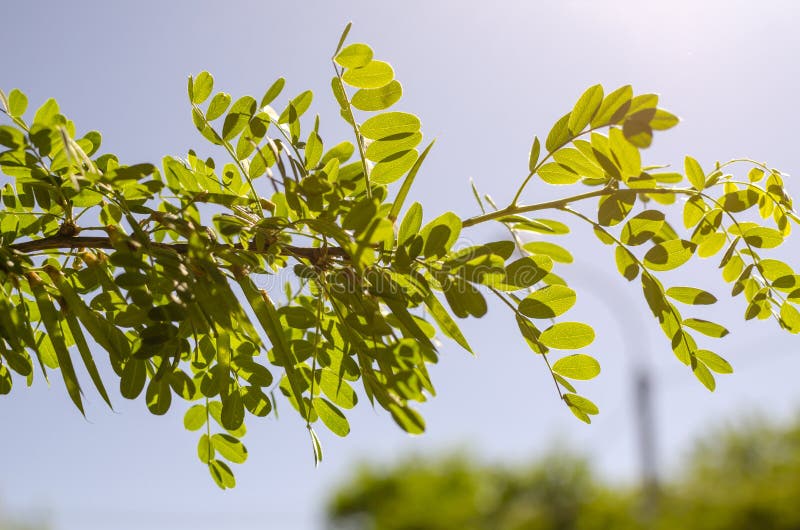 Young Sprout on a Green Tree Branch Stock Image - Image of season ...