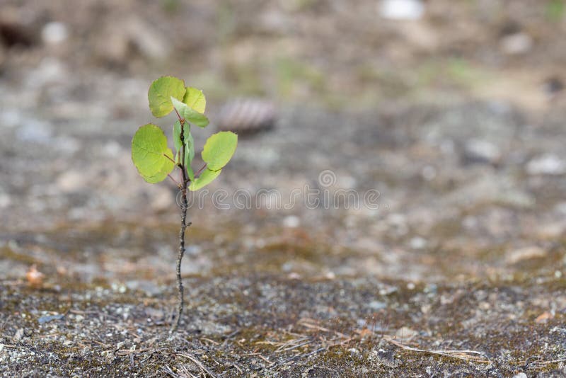 Young Sprout on the Ground in the Spring Stock Image - Image of dirt ...