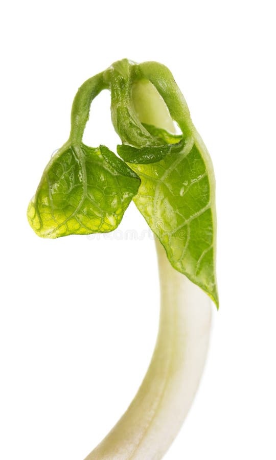 Young Sprout Grows from Seed Isolated on White Background Stock Image ...