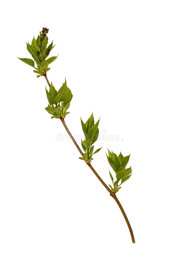 Young Sprout of Lilac Branch. Isolate Stock Image - Image of spring ...