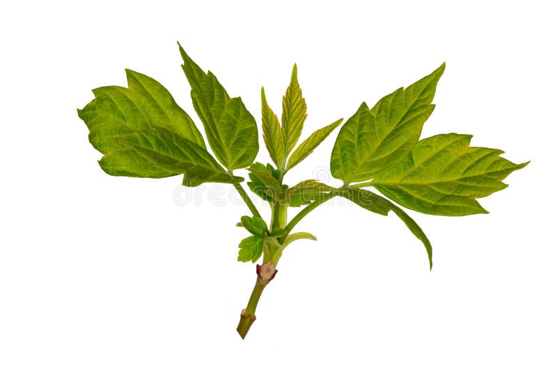 Maple Branch On White Background. Green Maple Leaves Stock Photo ...