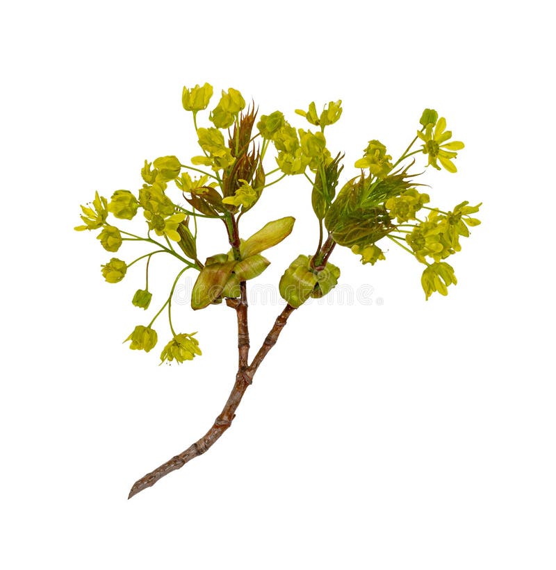 Young Sprout of a Maple Branch. Spring Sprout with Isolate Flowers ...
