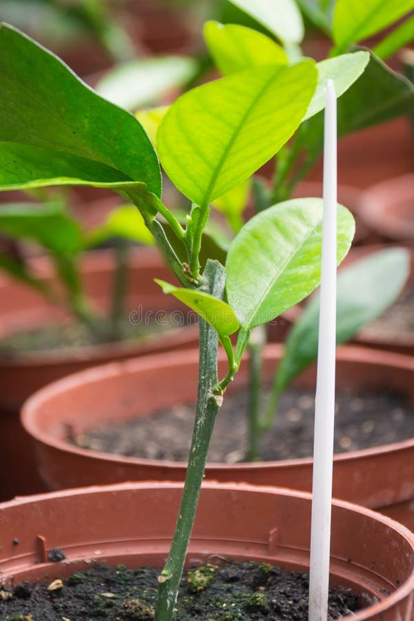 A Young Sprout of Orange in a Pot. Sale of Plants Stock Image - Image ...