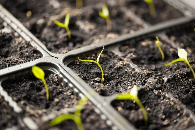 A Young Sprout of Pepper in the Ground Stock Image - Image of garden ...