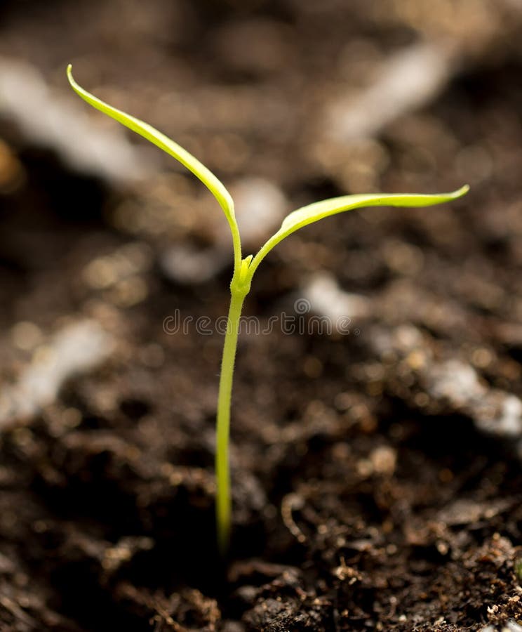 A Young Sprout of Pepper in the Ground Stock Photo - Image of botany ...