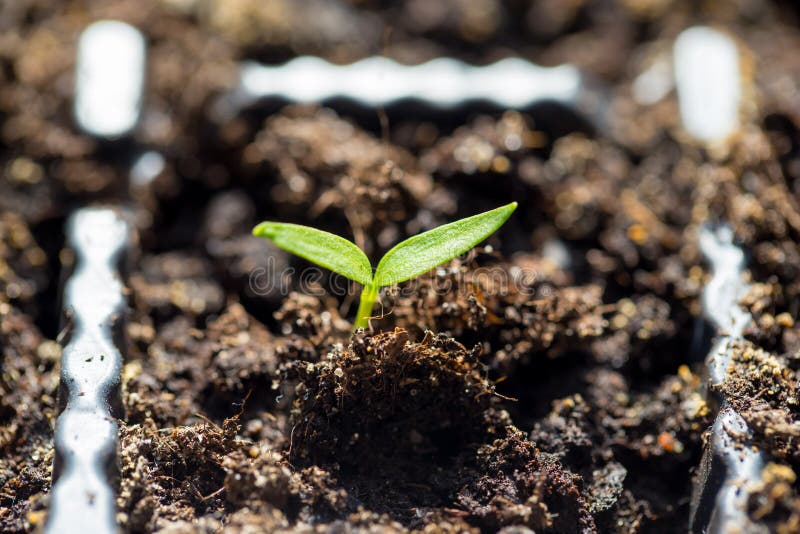 A Young Sprout of Pepper in the Ground Stock Photo - Image of growing ...