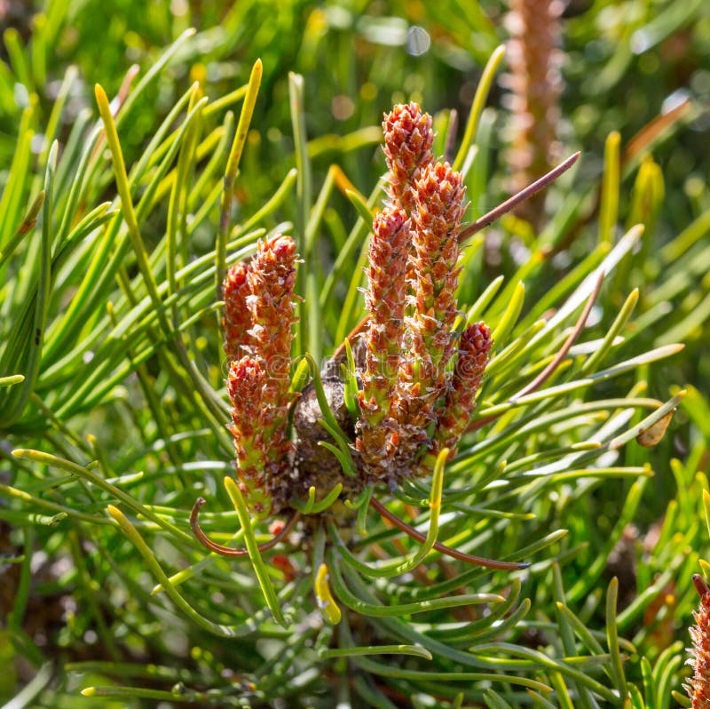 Young sprout pine stock image. Image of plant, decorative - 53781145