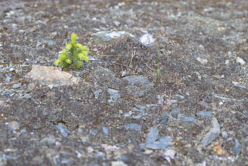 Young Sprout of a Pine Tree on the Ground Stock Image - Image of needle ...