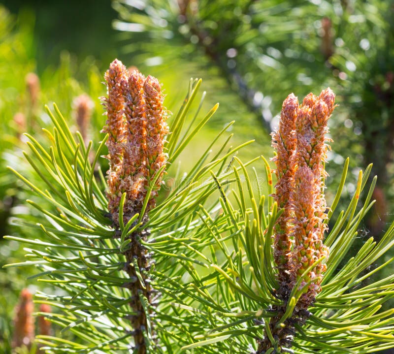 Young sprout pine stock image. Image of plant, decorative - 53781145