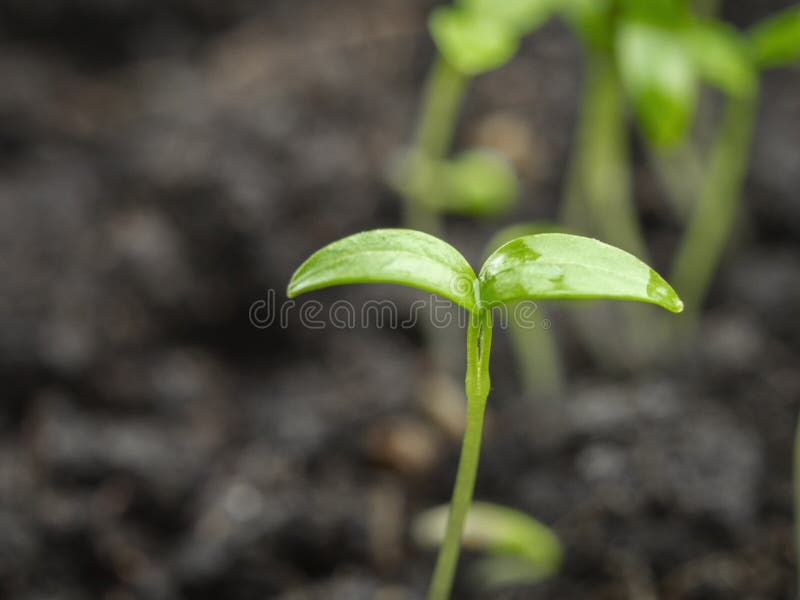 Young Sprout after Rain Close-up Stock Photo - Image of background ...