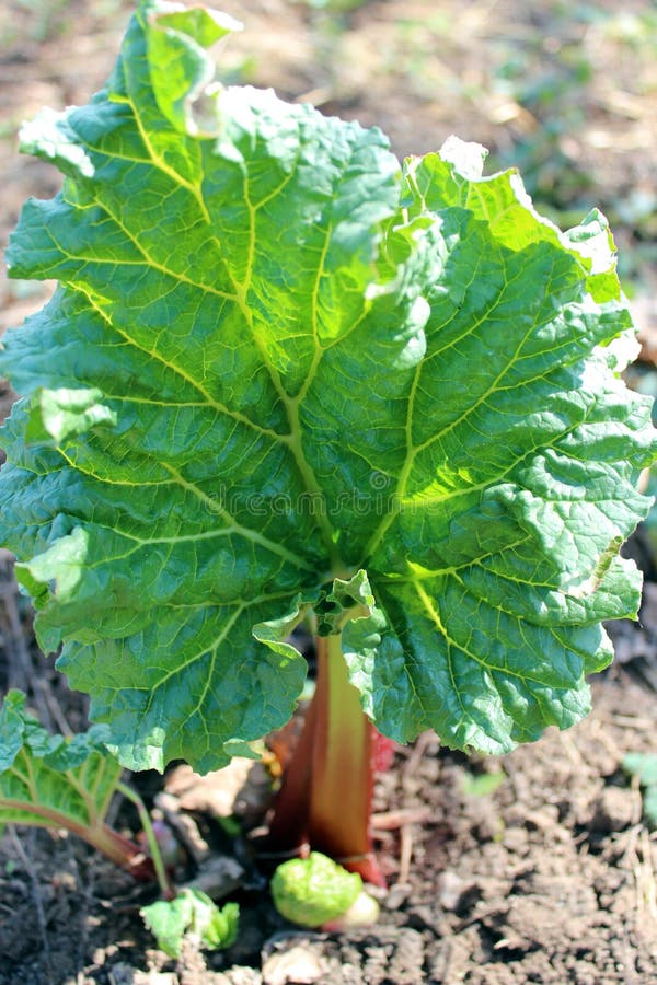 Young Sprout of a Rhubarb in the Spring Stock Photo - Image of ...
