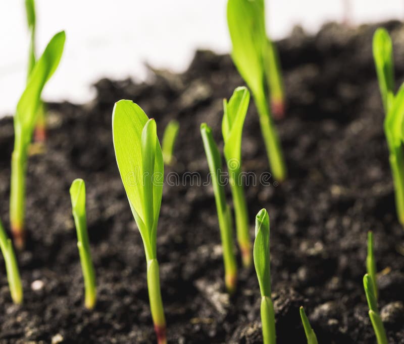 Young sprout in springtime stock photo. Image of growth - 67084054