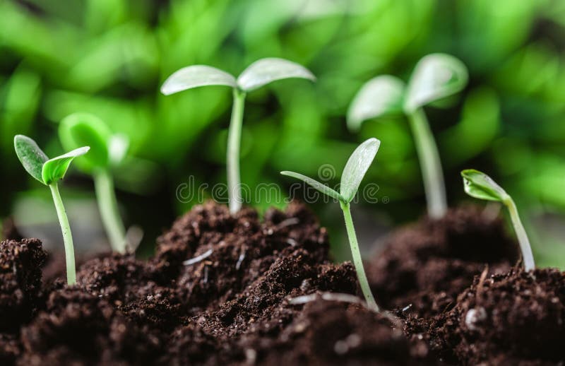 Young sprout in springtime stock image. Image of light - 75837939