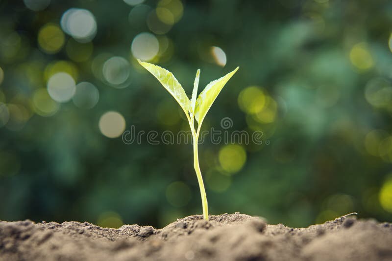 Young Sprout in Springtime. Cherry Sprout Grows Out of the Ground on a ...
