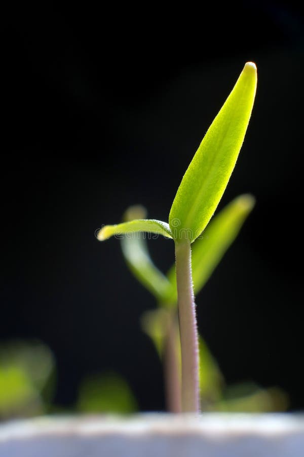 Young sprout closeup stock image. Image of leaf, copy - 29080735