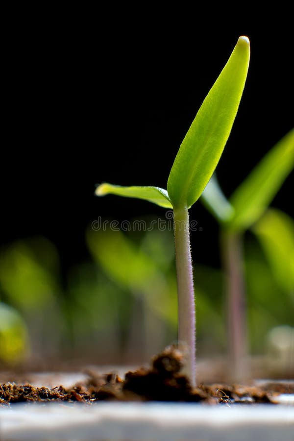 Young sprout closeup stock image. Image of leaf, copy - 29080735