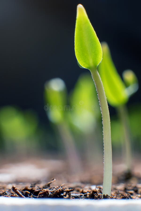 Young sprout closeup stock image. Image of leaf, copy - 29080735
