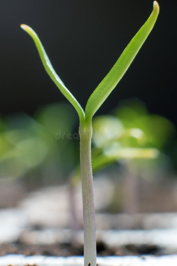 Young sprout closeup stock image. Image of leaf, copy - 29080735