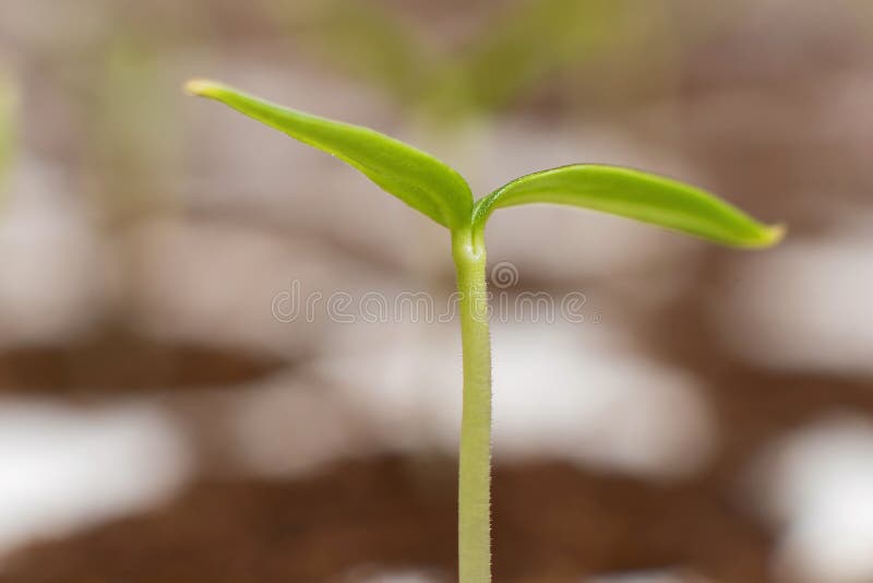 Young sprout closeup stock image. Image of leaf, copy - 29080735