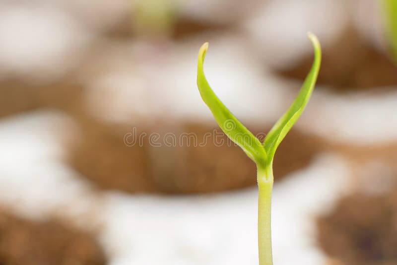 Young sprout closeup stock image. Image of leaf, copy - 29080735