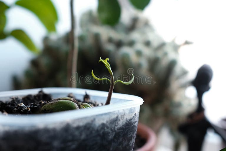Young Sprout. Sprouted Mango Seed Stock Image - Image of floral, seed ...
