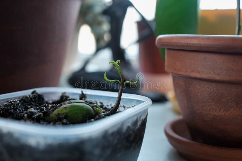 Young Sprout. Sprouted Mango Seed Stock Image - Image of sprout ...