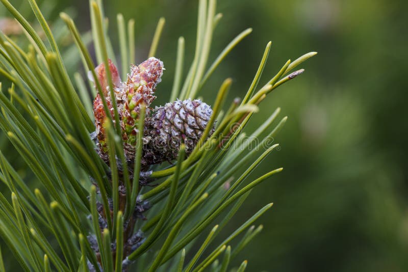 Young sprout of spruce stock image. Image of difficult - 83943555