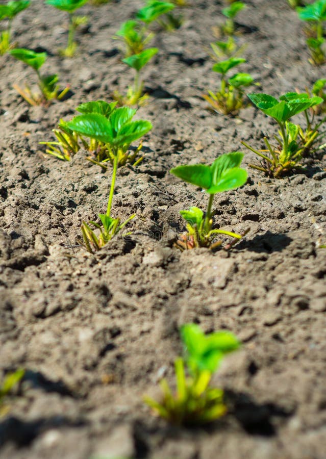 Young sprout of strawberry stock photo. Image of closeup - 96536576